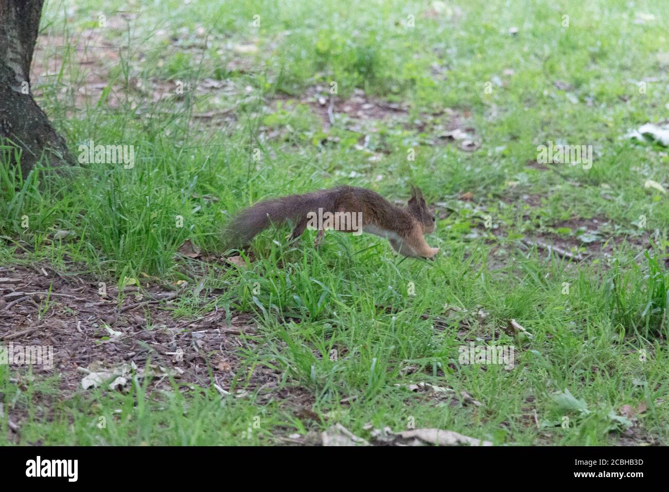 The view of a red fluffy squirrel run away in park Stock Photo - Alamy
