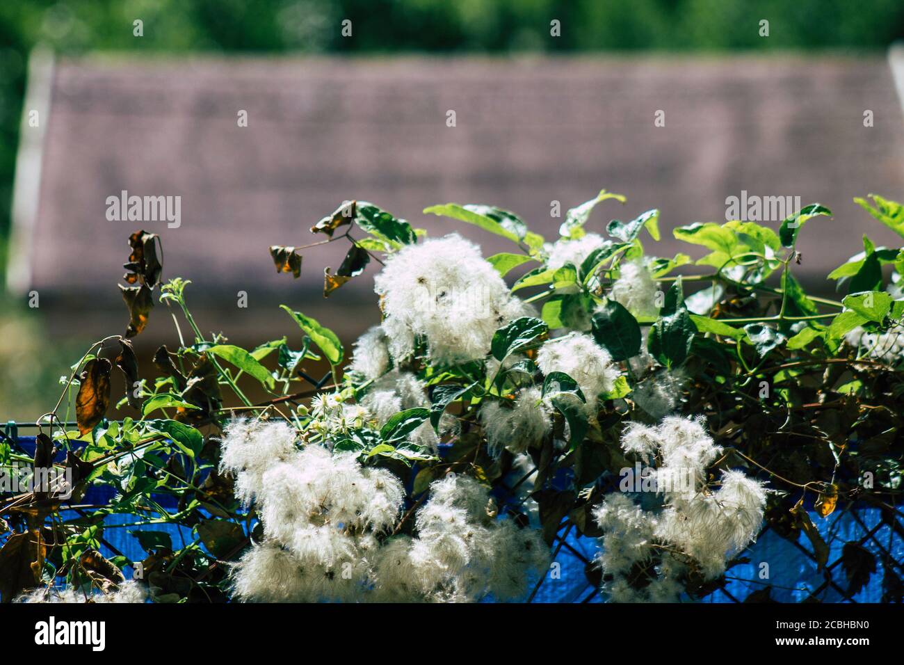 Closeup of wild plants growing in the French countryside in summer ...