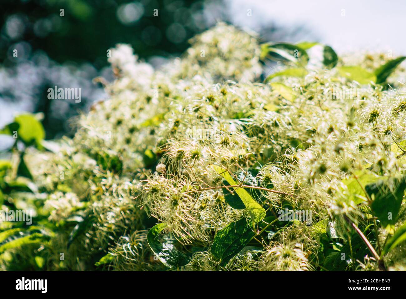 Closeup of wild plants growing in the French countryside in summer ...