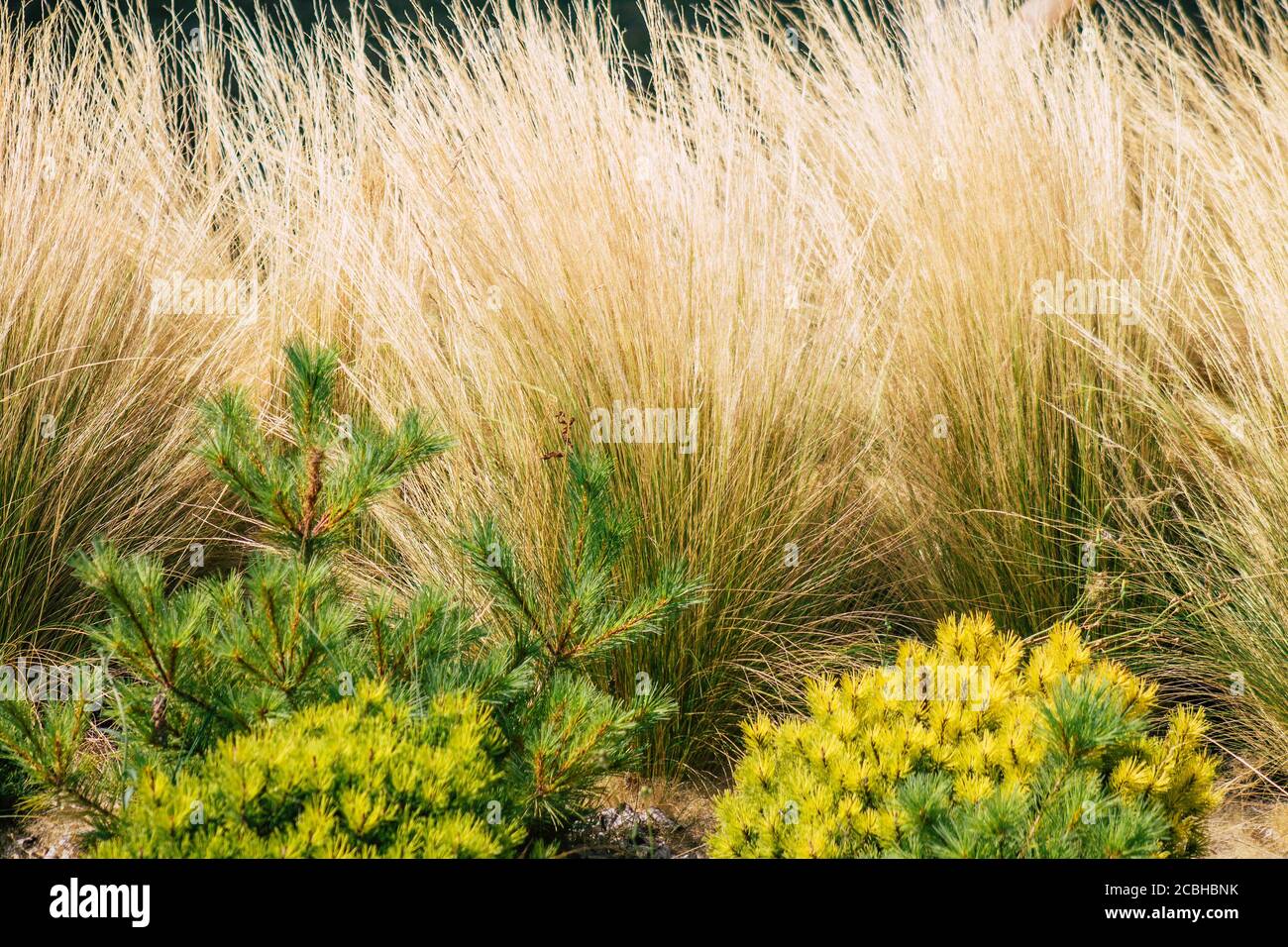 Closeup of wild plants growing in the French countryside in summer ...