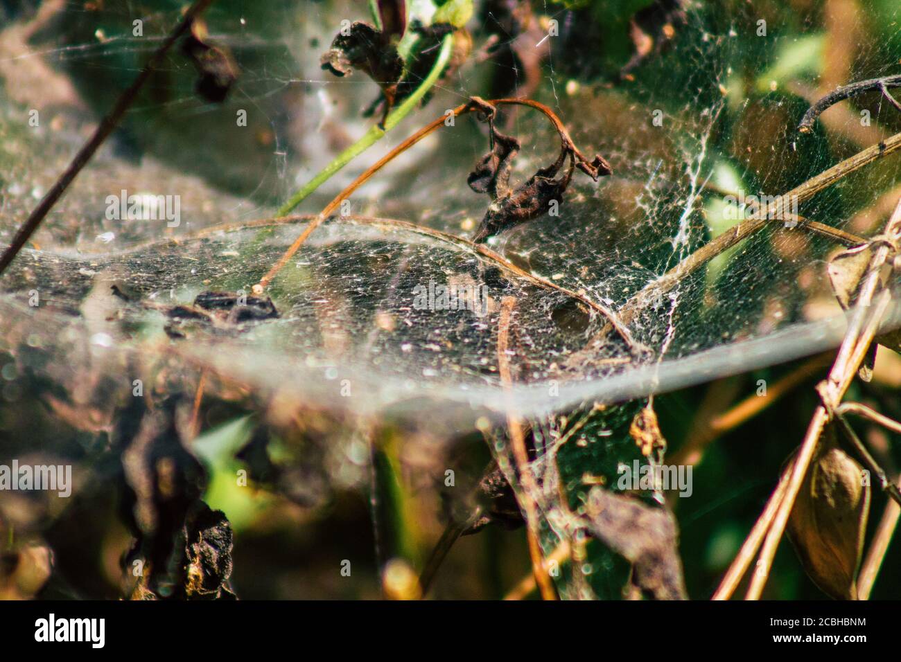 Closeup of wild plants growing in the French countryside in summer ...
