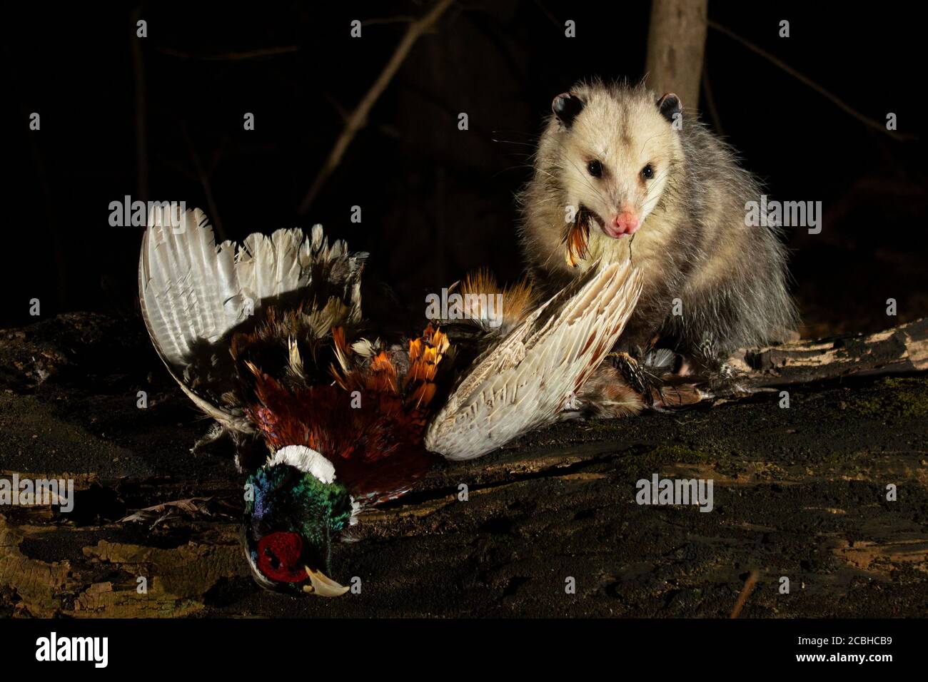 A Virginia Opossum with a mouthful of feathers as it eats a Ring-necked ...