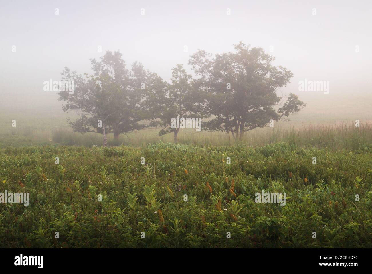 Big meadows shenandoah national park hi-res stock photography and ...