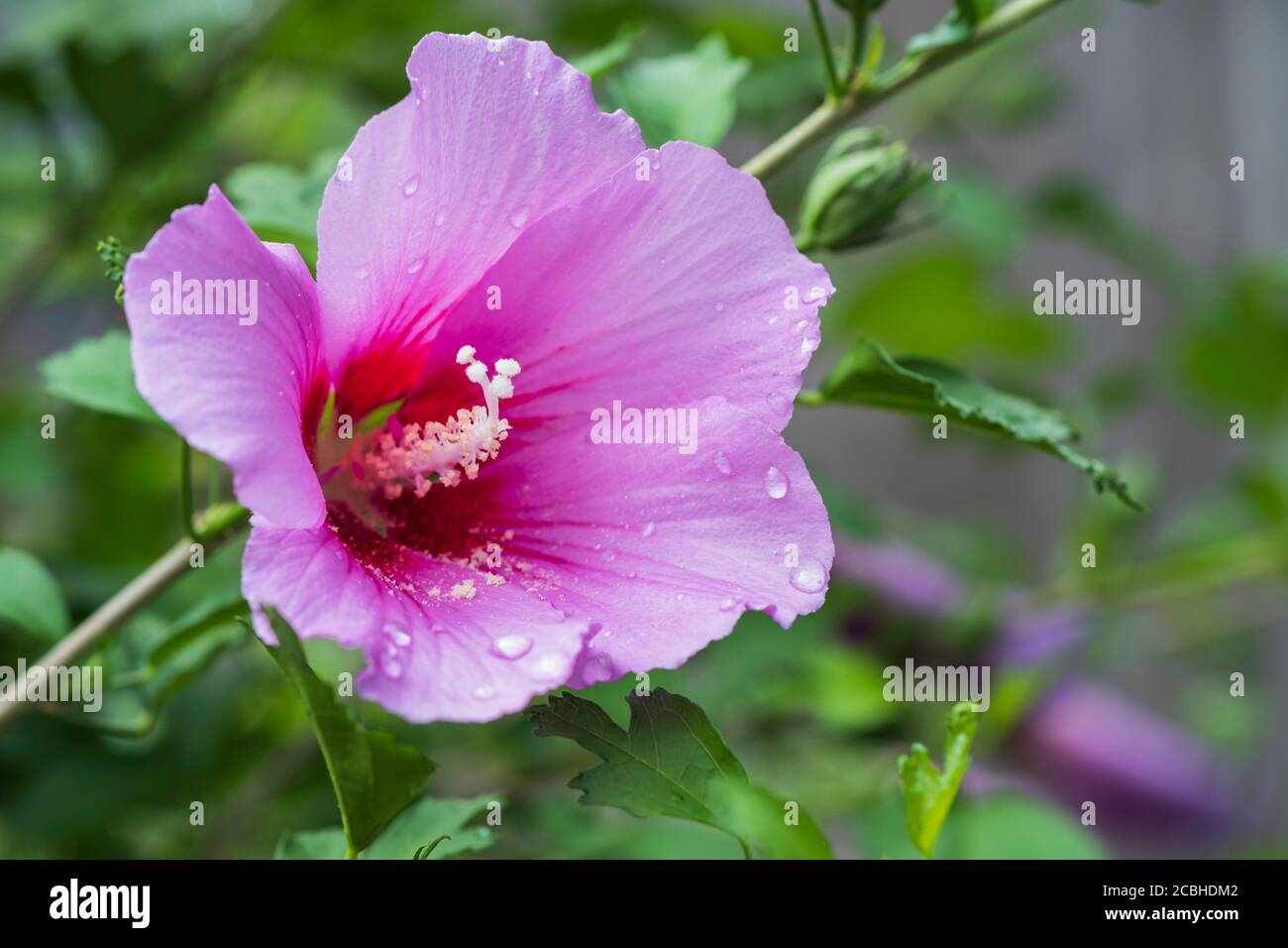 Rose of Sharon pink flower closeup, Althea, Hibiscus syriacus, USA ...