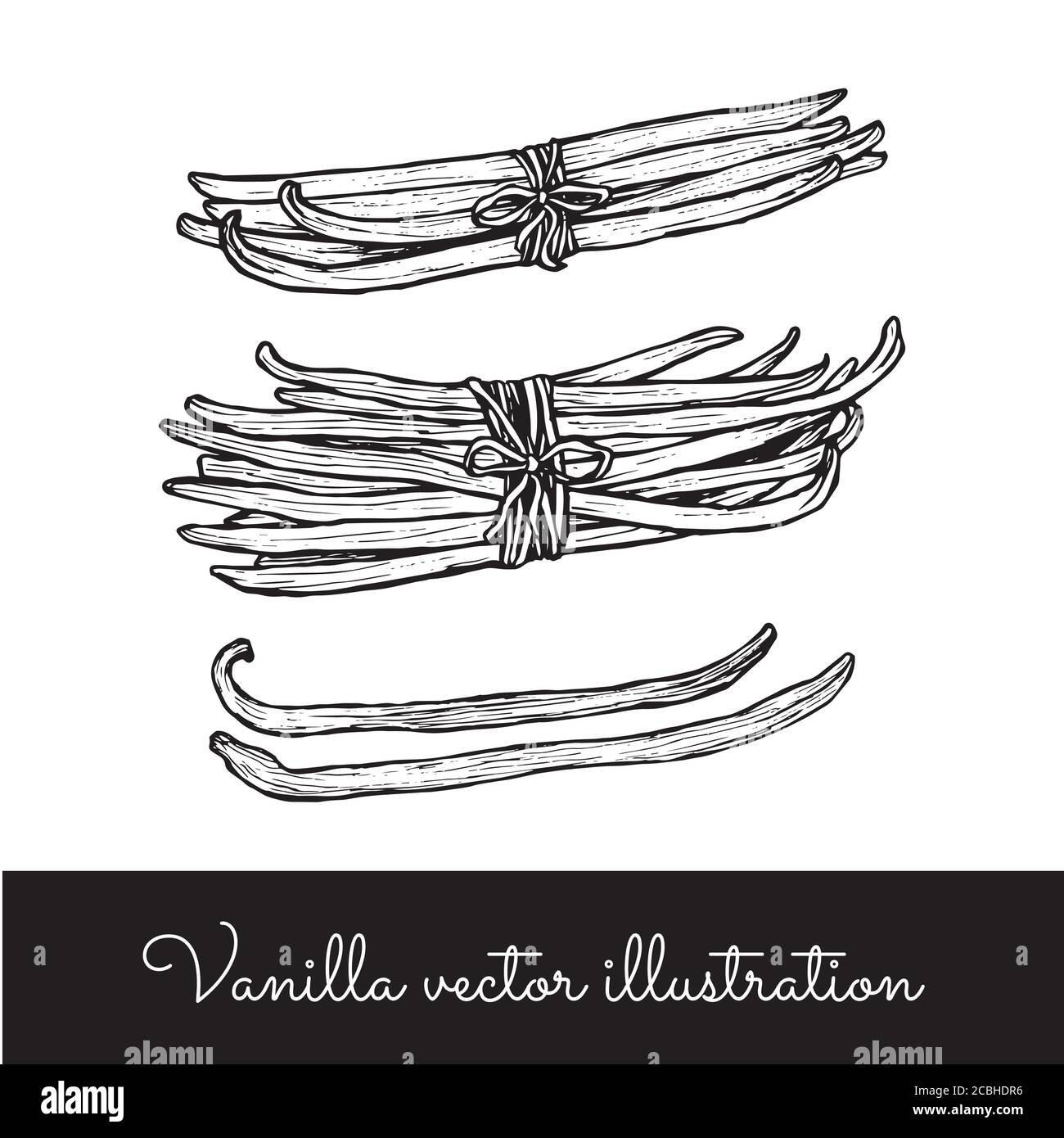 Vintage vanilla sticks bunches collection line vector illustration ...
