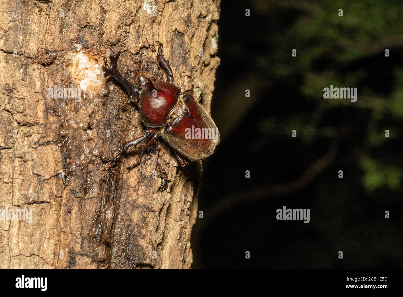 Japanese rhinoceros beetle hi-res stock photography and images - Alamy