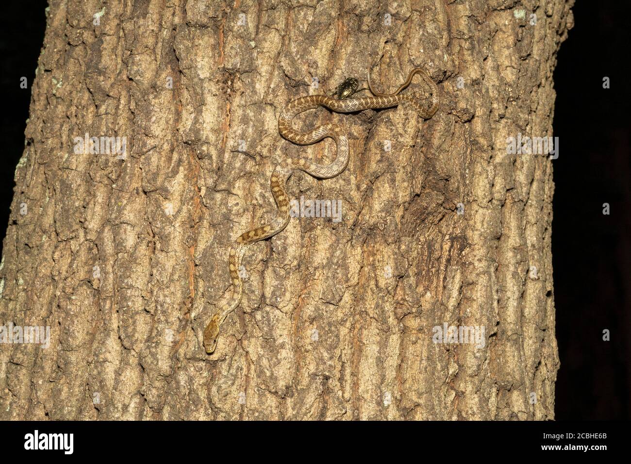 Young Japanese rat snake (Elaphe climacophora) on Kunugi (sawtooth oak ...