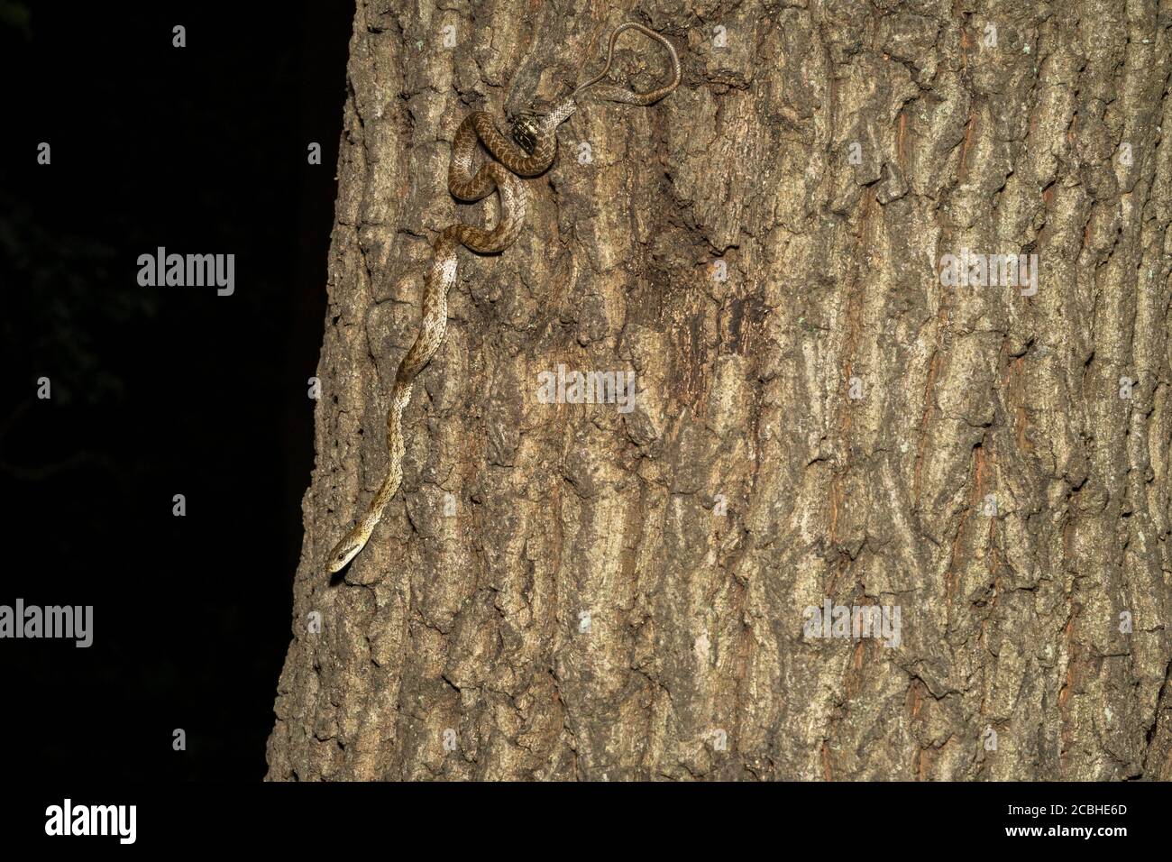 Young Japanese rat snake (Elaphe climacophora) on Kunugi (sawtooth oak ...