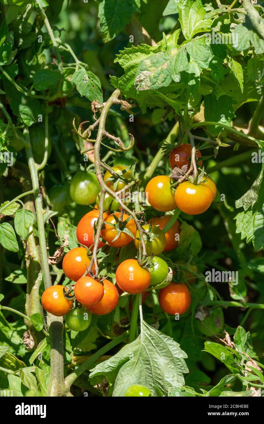 Young fruits of cherry tomatoes at field, Isehara City, Kanagawa ...