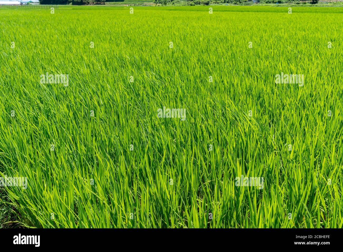 Rice field in August, Isehara City, Kanagawa Prefecture, Japan Stock ...