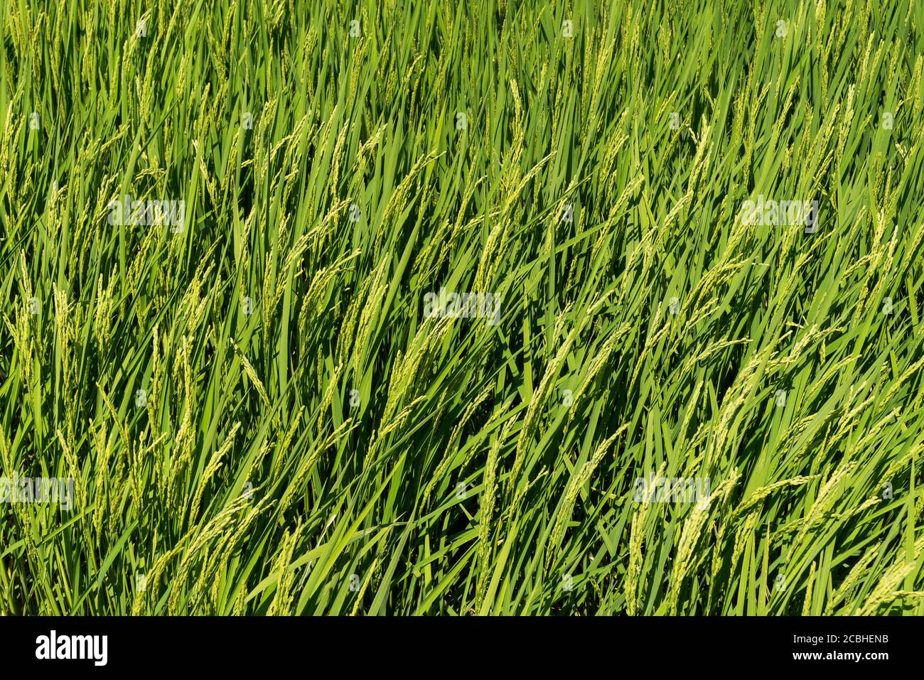 Ear of rice plant in August, Isehara City, Kanagawa Prefecture, Japan ...