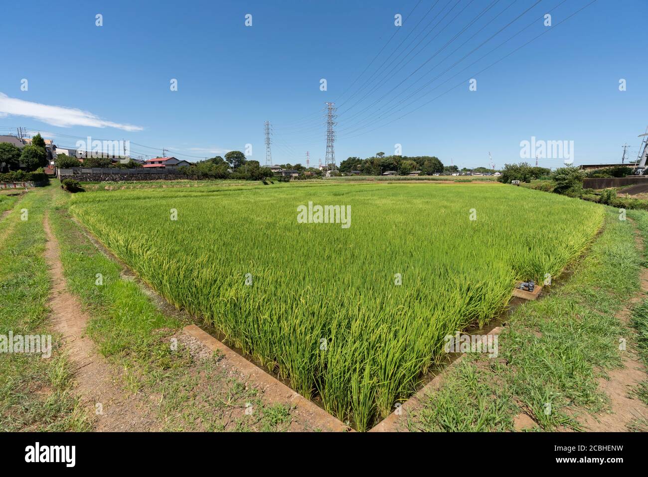 Rice field in August, Isehara City, Kanagawa Prefecture, Japan Stock ...