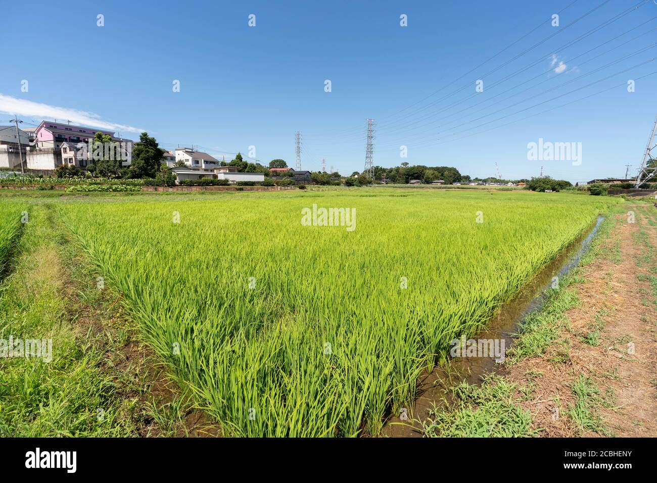 Rice field in August, Isehara City, Kanagawa Prefecture, Japan Stock ...