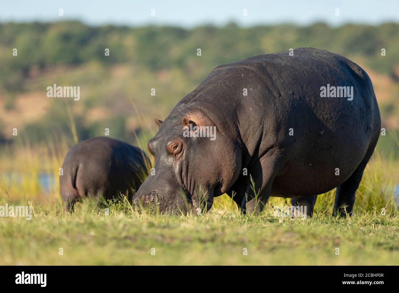 Protecting their young hi-res stock photography and images - Alamy