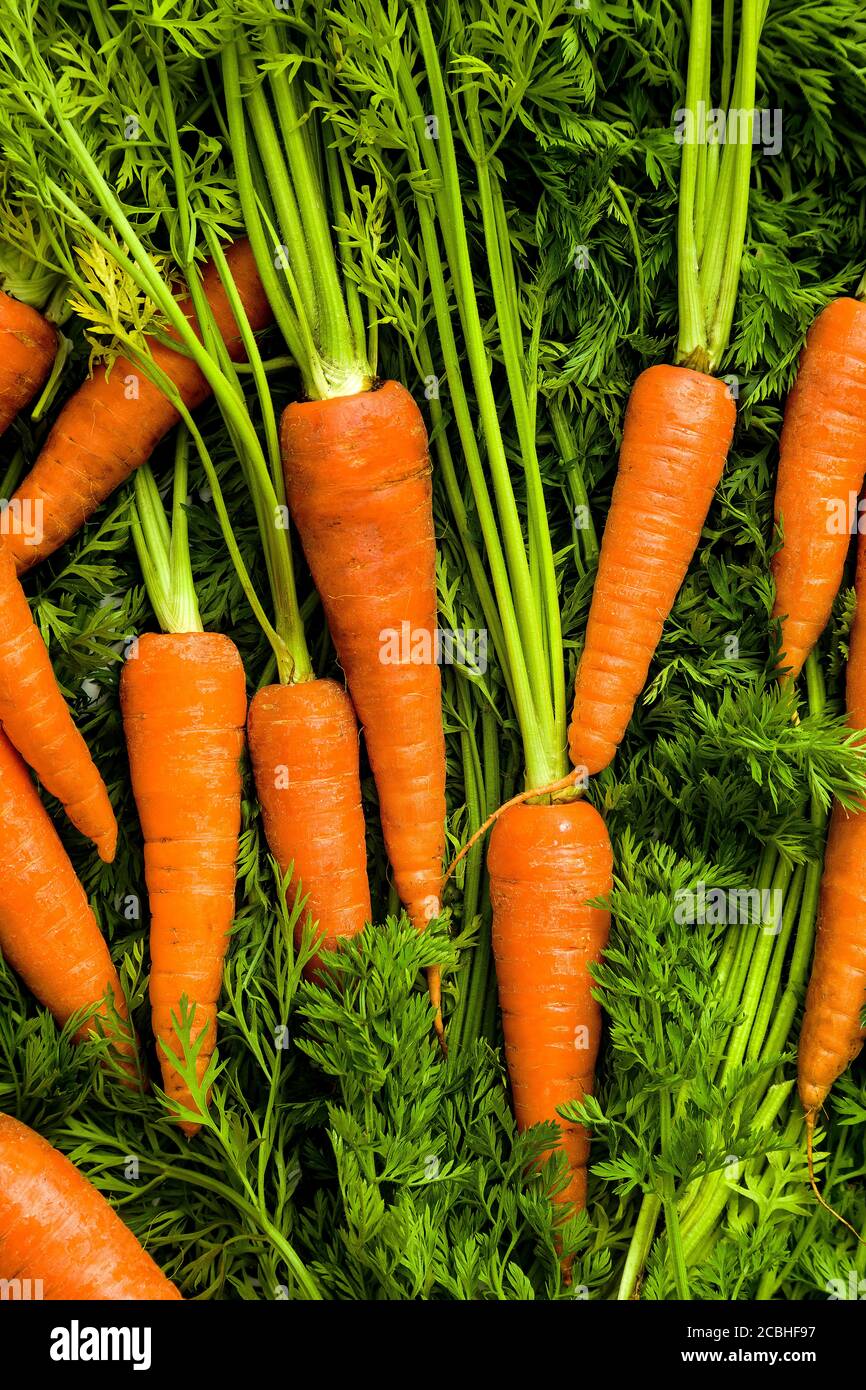 A food background of carrots with leaves Stock Photo - Alamy