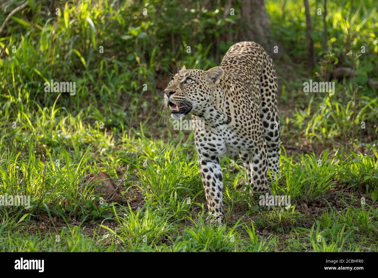 Adult leopard with beautiful eyes looking up with green grass in the ...