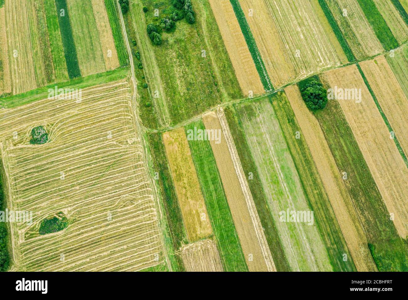 rural landscape with green and yellow patchwork fields and trees ...