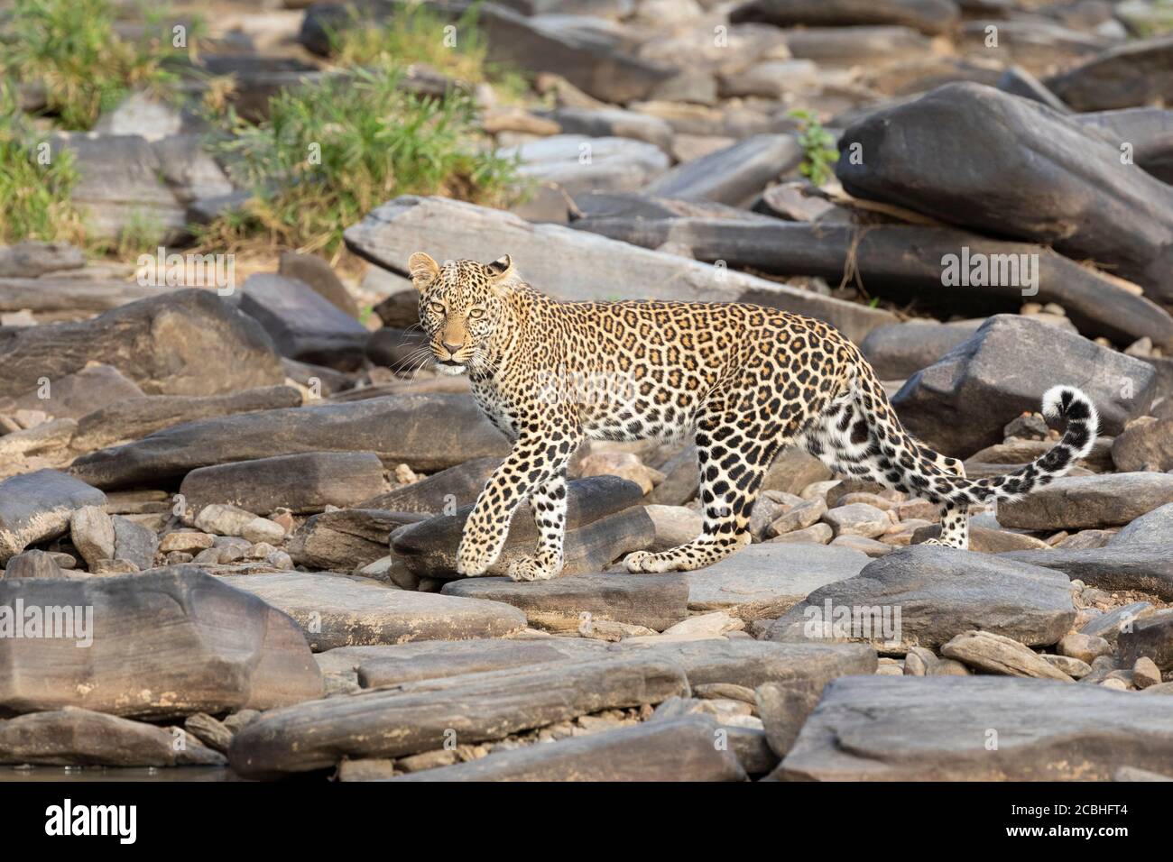 Full body side on of adult leopard looking at camera walking on big ...