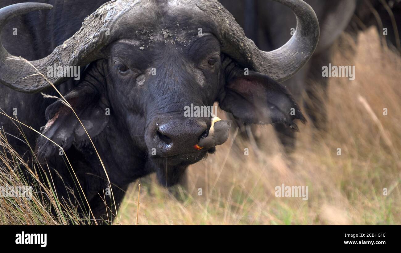 African bull bull bird hi-res stock photography and images - Alamy
