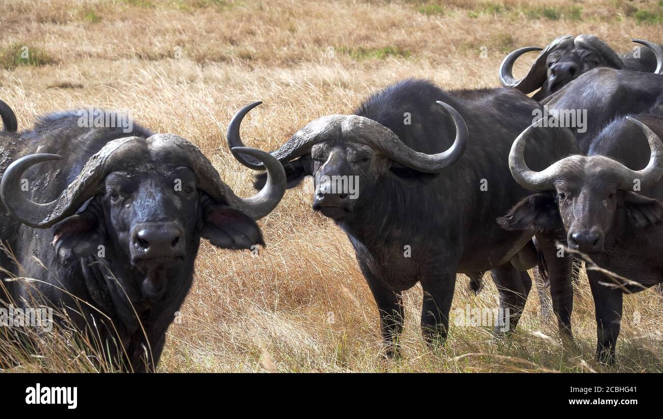 Buffalo face hi-res stock photography and images - Alamy