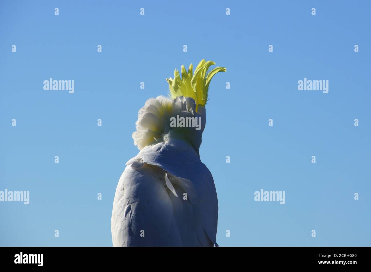 Back View of a Windblown Sulphur-Crested Cockatoo against Blue Sky ...
