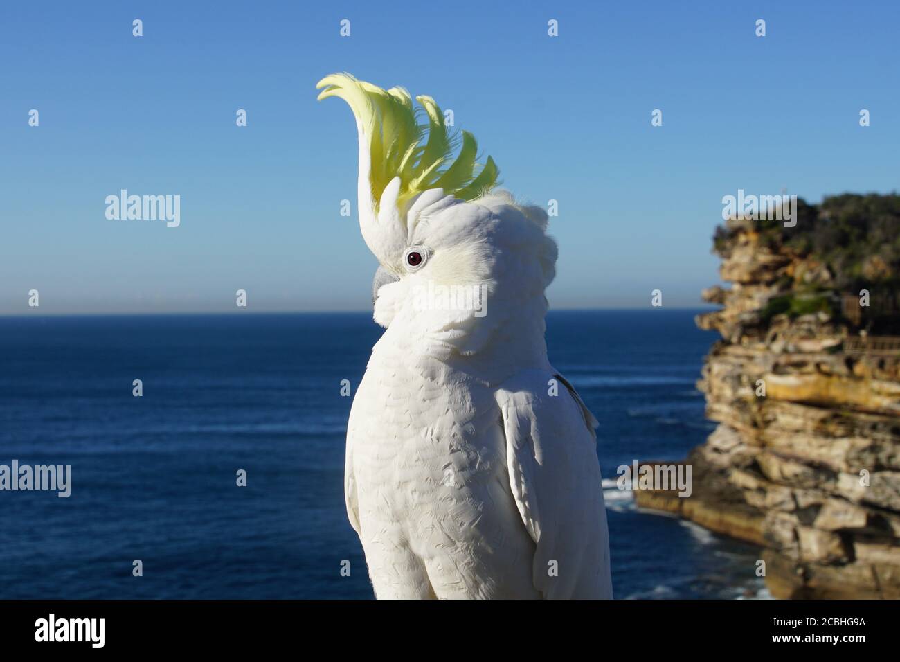 Close Up Profile View of a Sulphur-Crested Cockatoo with Crest standing ...