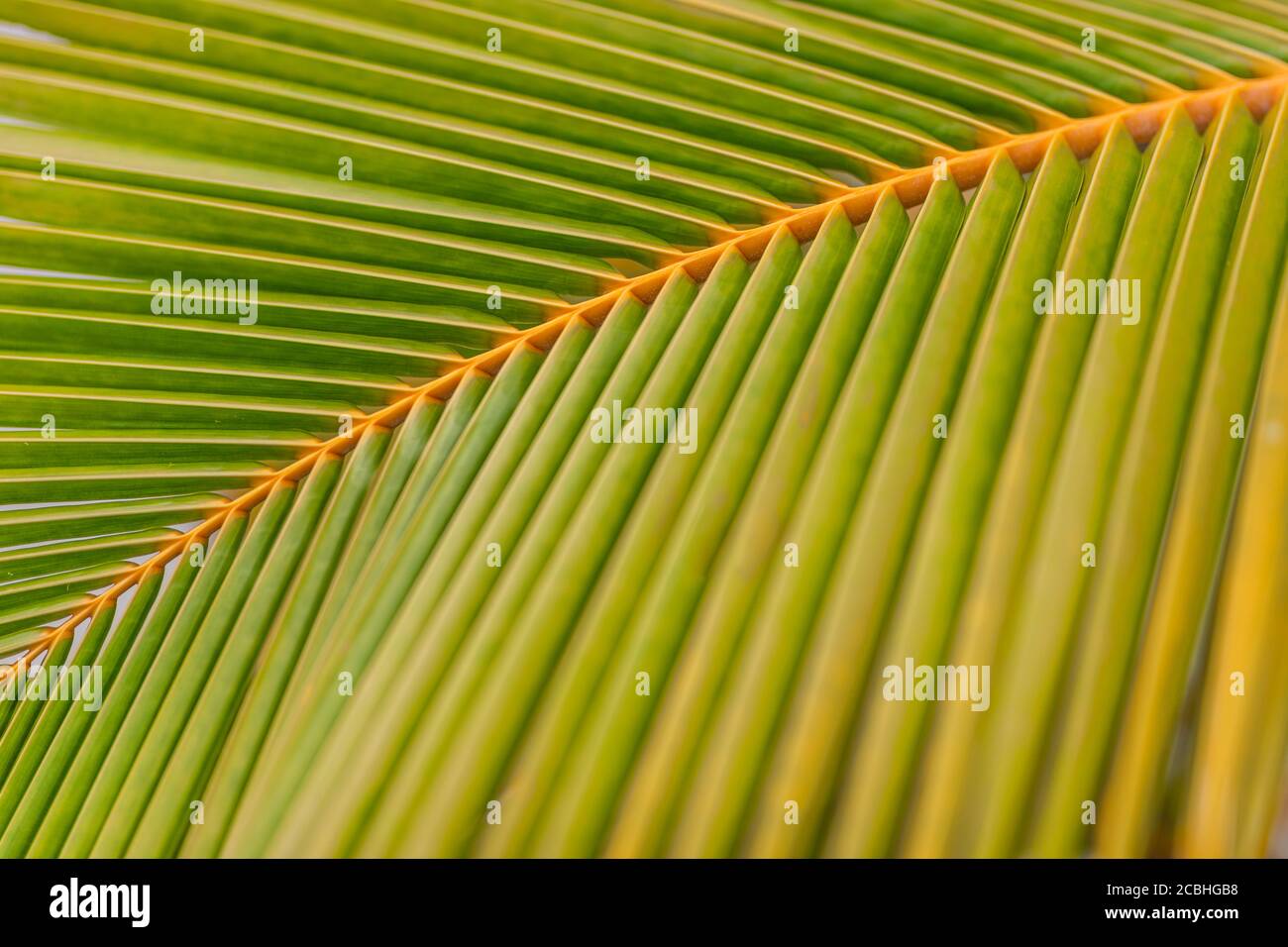 Coconut leaf pattern hi-res stock photography and images - Alamy