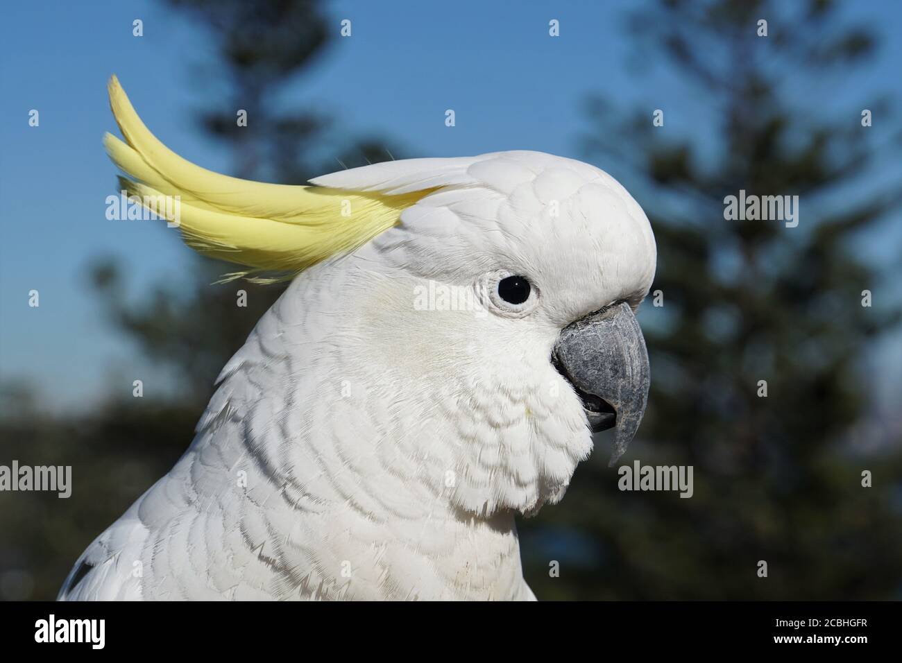Right Profile of a Sulphur-Crested Cockatoo Stock Photo - Alamy