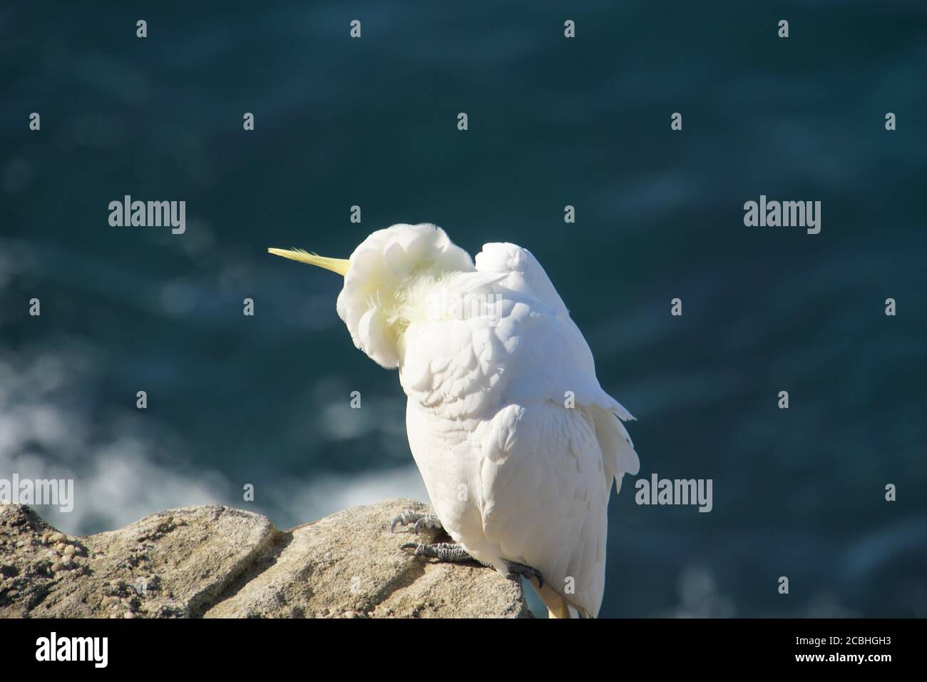 Preening cockatoo hi-res stock photography and images - Alamy