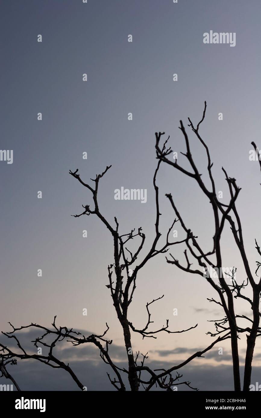 Burnt tree branches after fire Stock Photo - Alamy