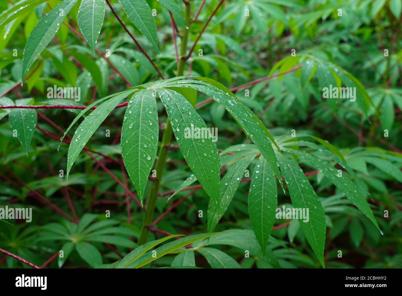 Tapioca plants hi-res stock photography and images - Alamy