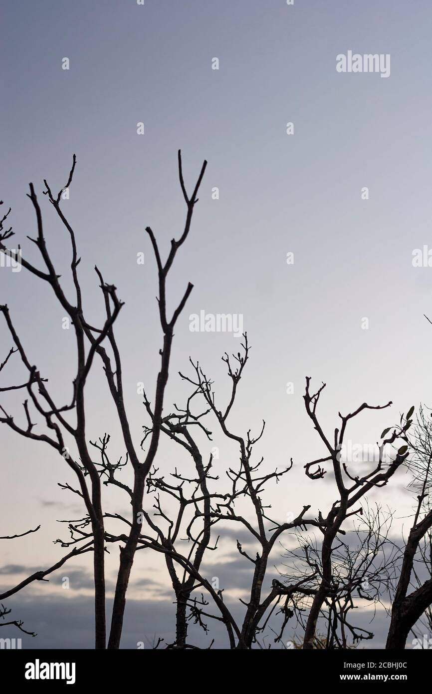 Burnt tree branches after fire Stock Photo - Alamy