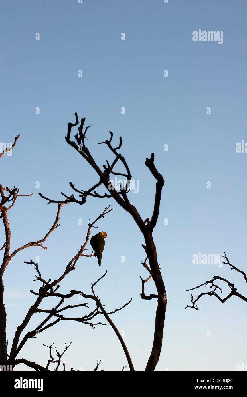 Burnt tree branches after fire Stock Photo - Alamy