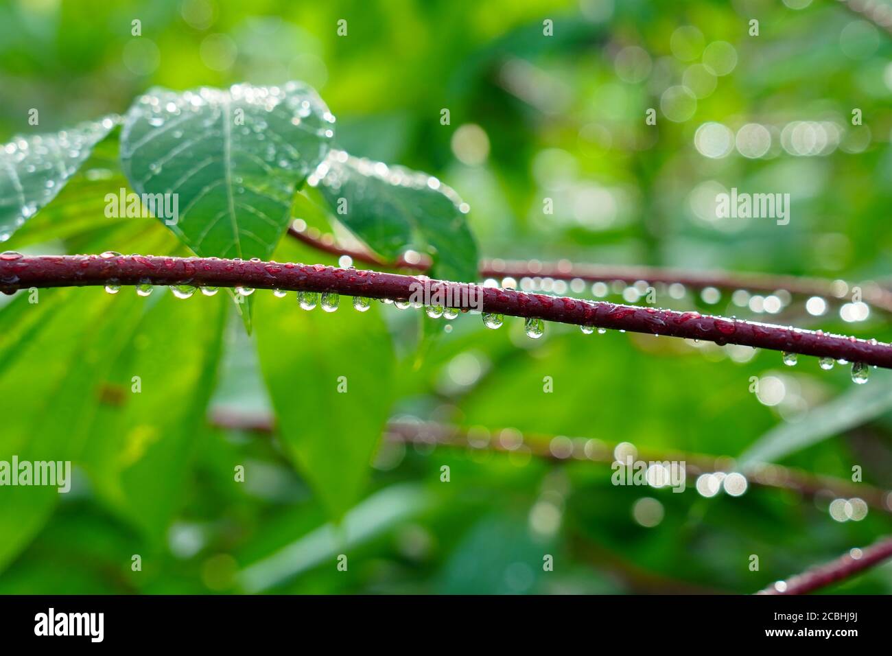 Tapioca plants hi-res stock photography and images - Alamy