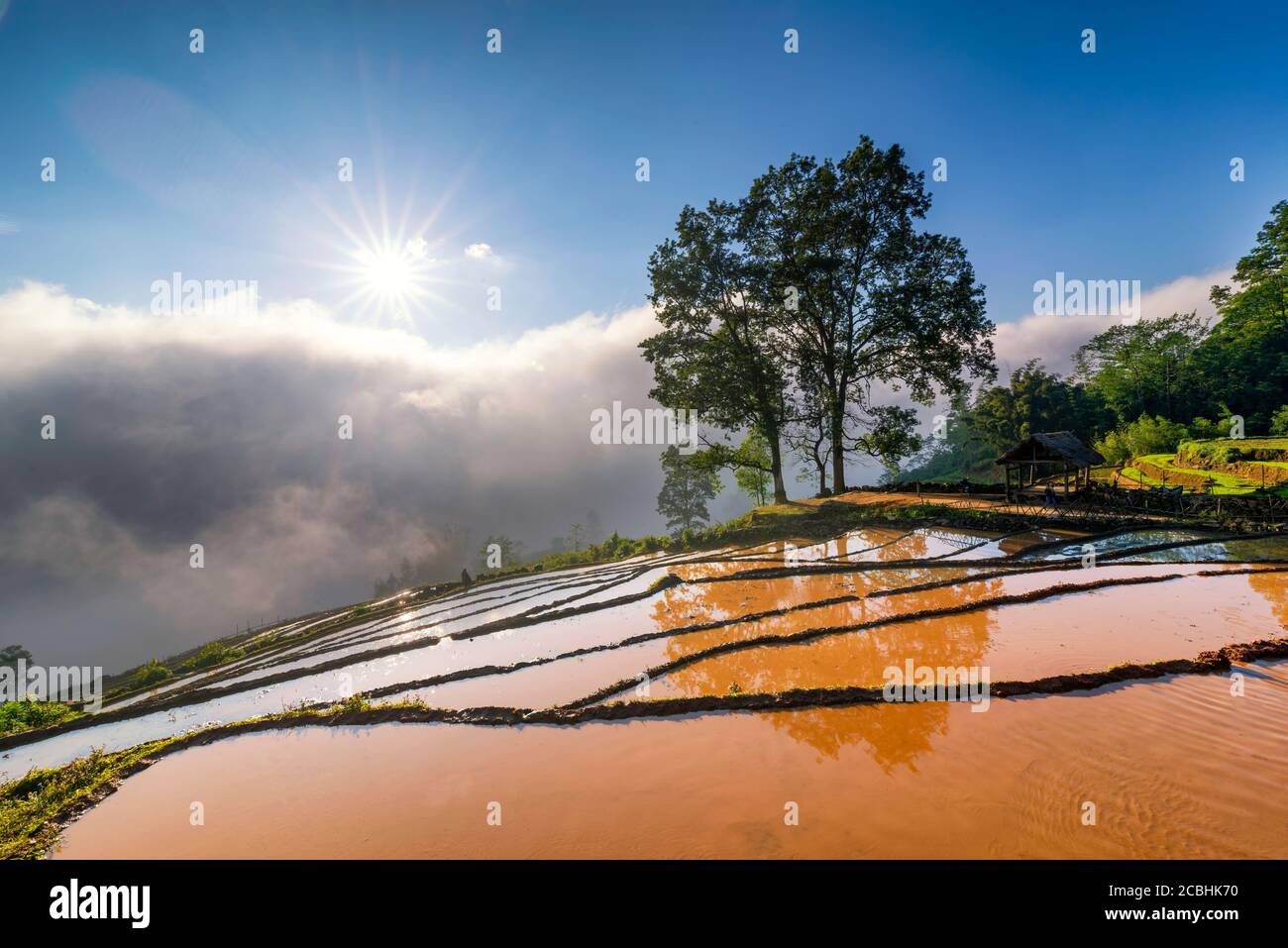 Terraced rice field landscape with road and big tree in Choan Then, Y ...