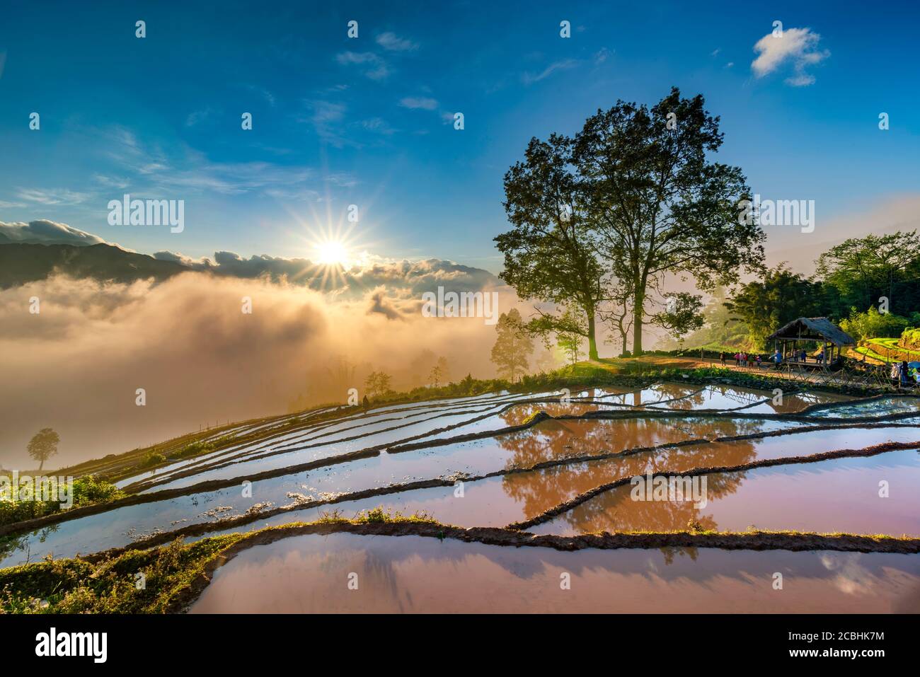 Big tree in paddy field hi-res stock photography and images - Alamy