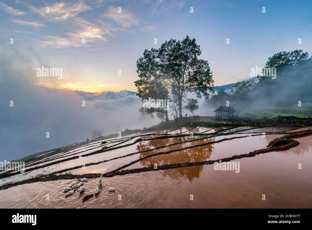 Terraced rice field landscape with road and big tree in Choan Then, Y ...