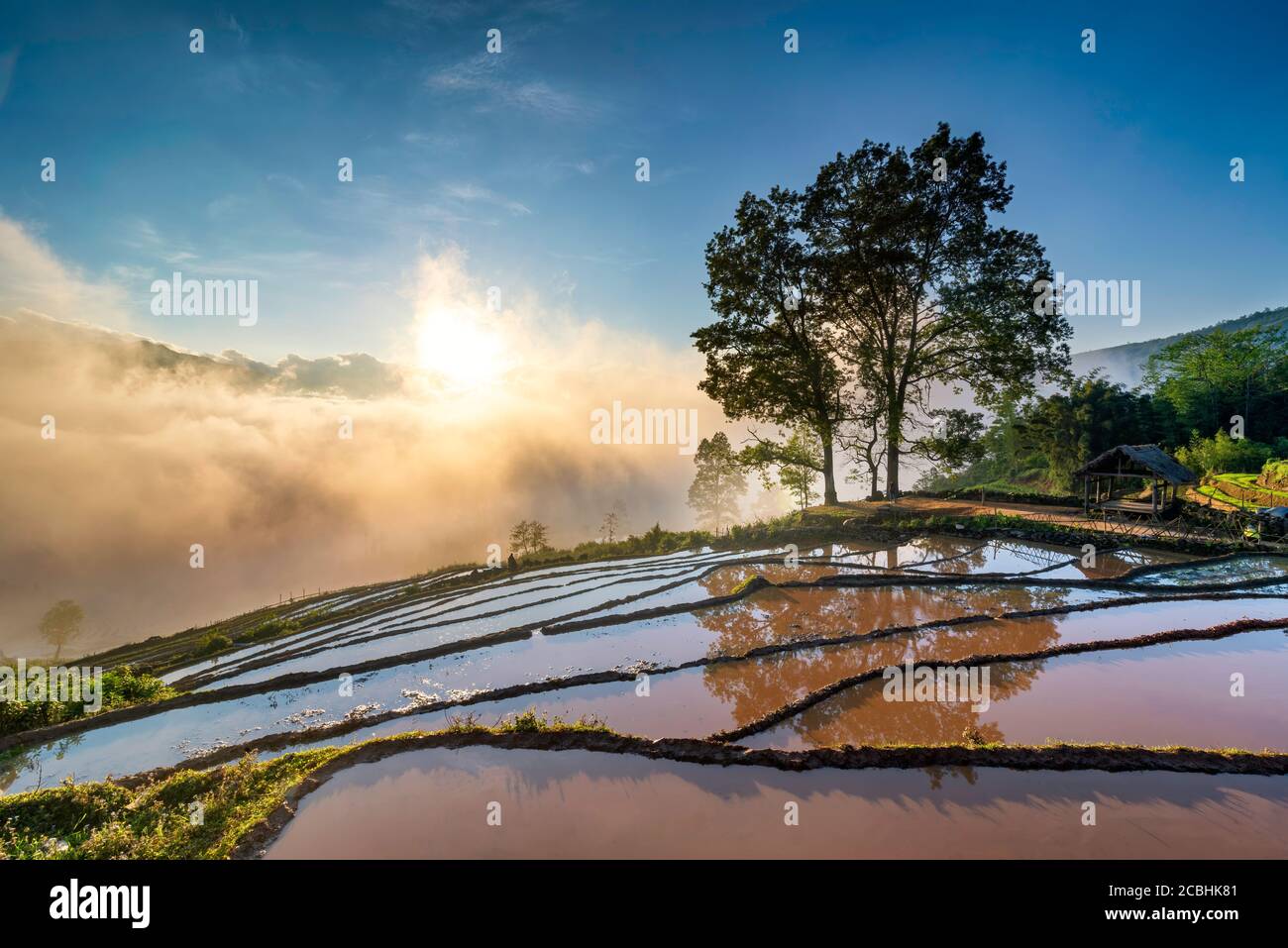 Harrowing in rice field water hi-res stock photography and images - Alamy
