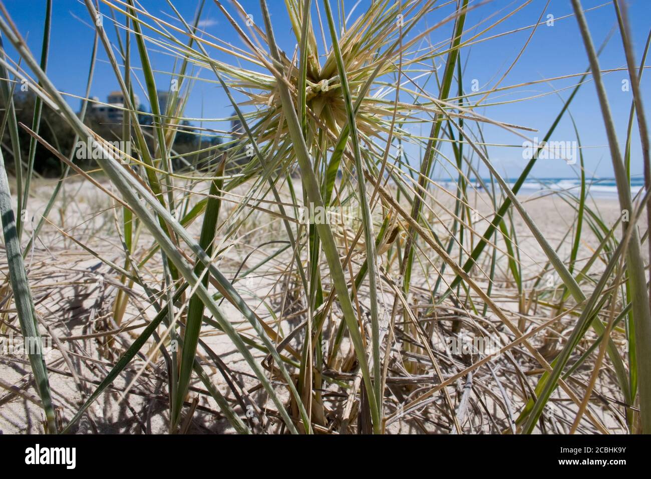A close up of a plant at beach Stock Photo - Alamy