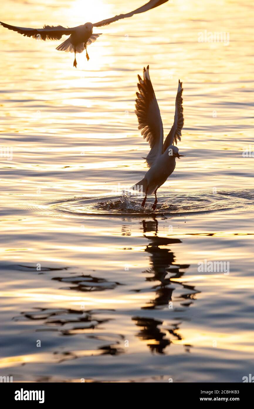 Two seagulls flying over the water and hunting fish Stock Photo - Alamy