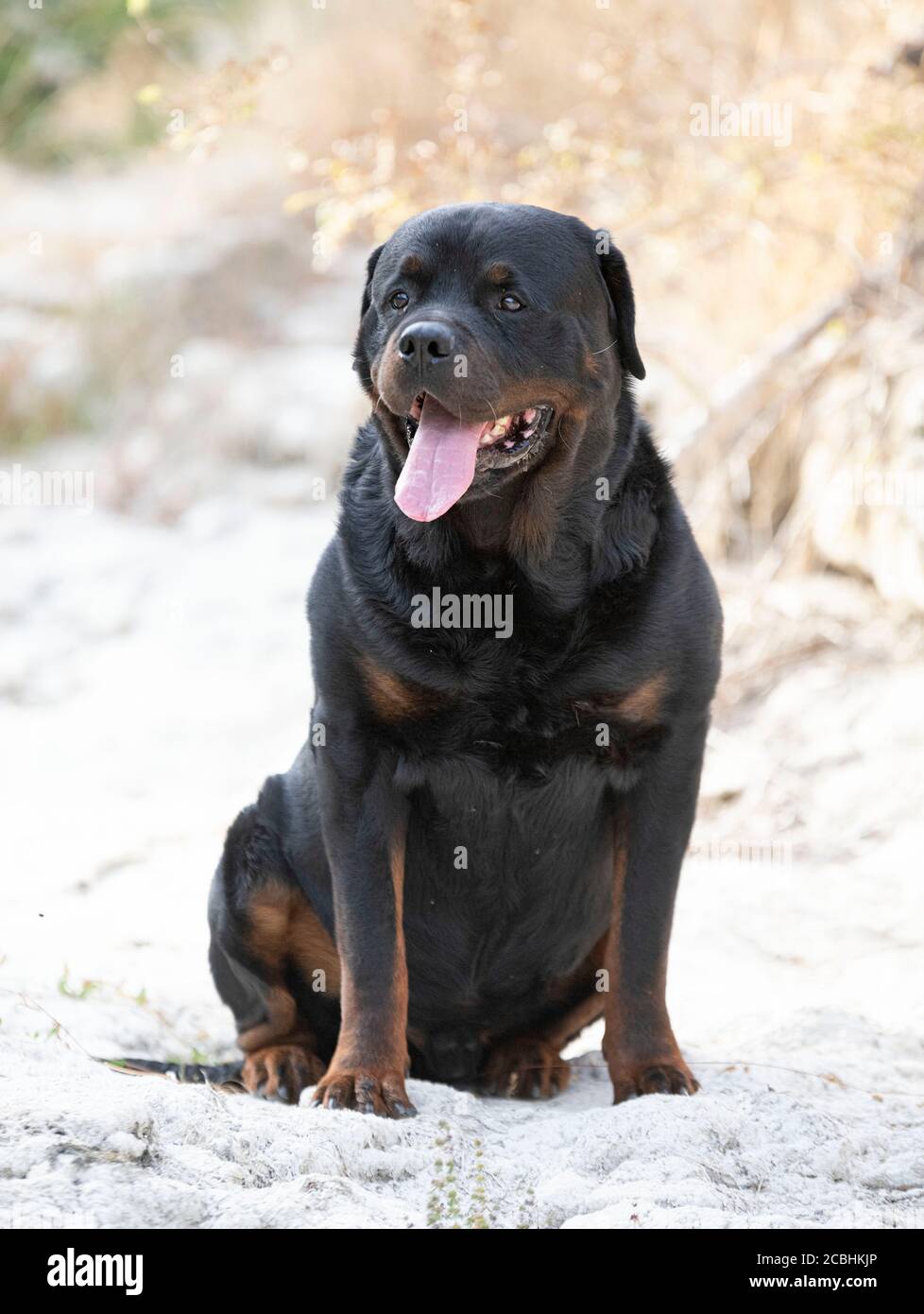 purebred rottweiler posing in the nature in summer Stock Photo - Alamy