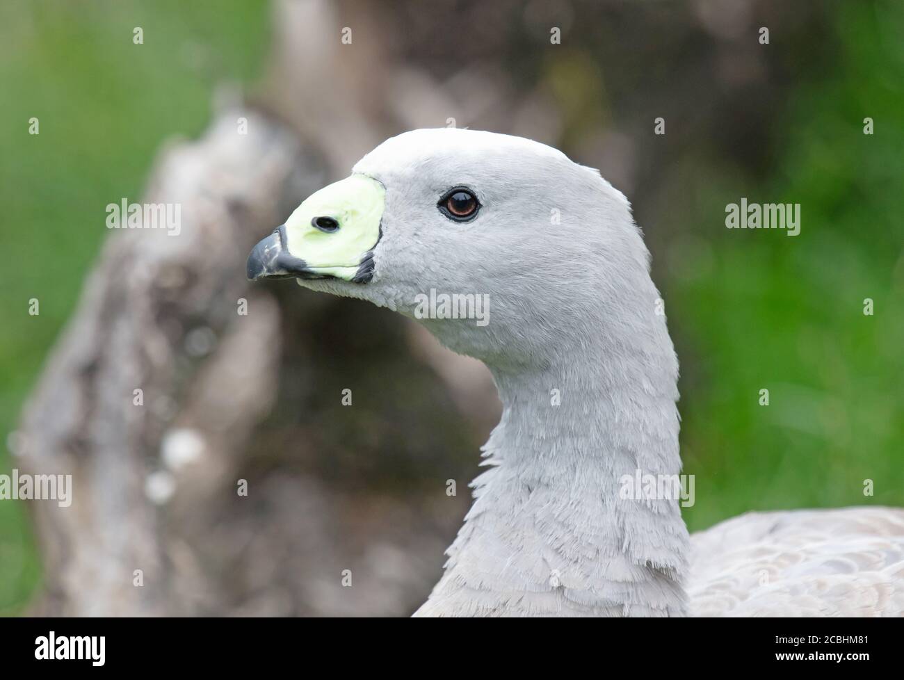 Large grey goose (Cape Barren Goose) with distinctive green bill Stock ...