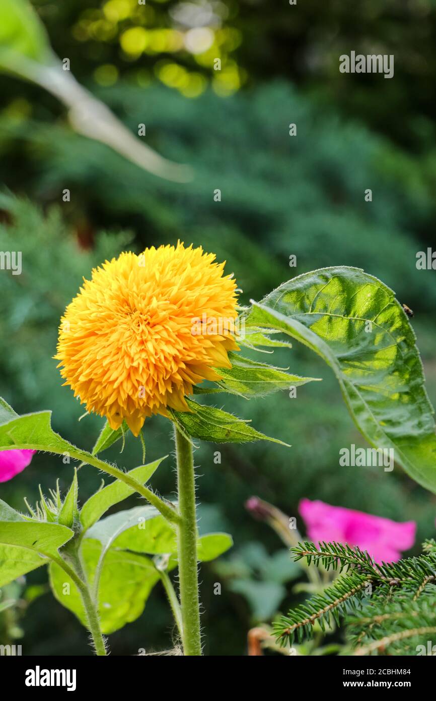 Teddy bear sunflowers hi-res stock photography and images - Alamy