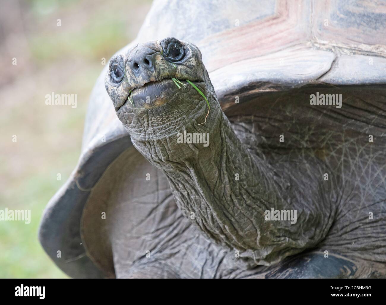 Giant turtle eating grass hi-res stock photography and images - Alamy