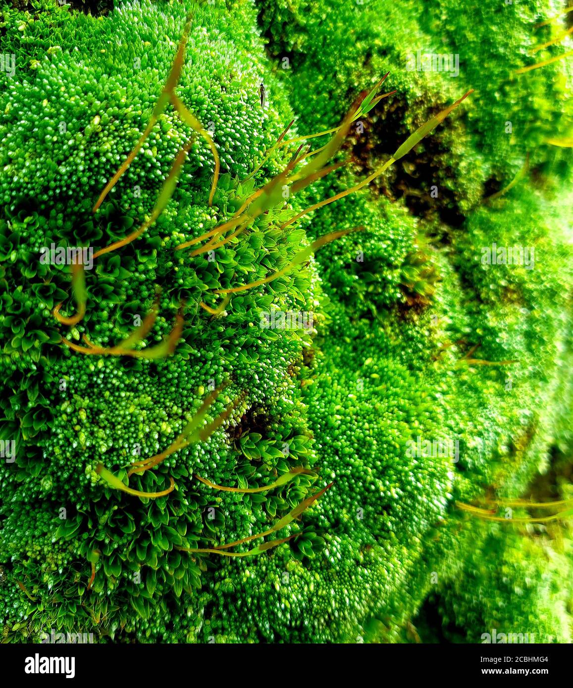 Spring Buds flowers new fruits tree branches greenery and green beauty ...