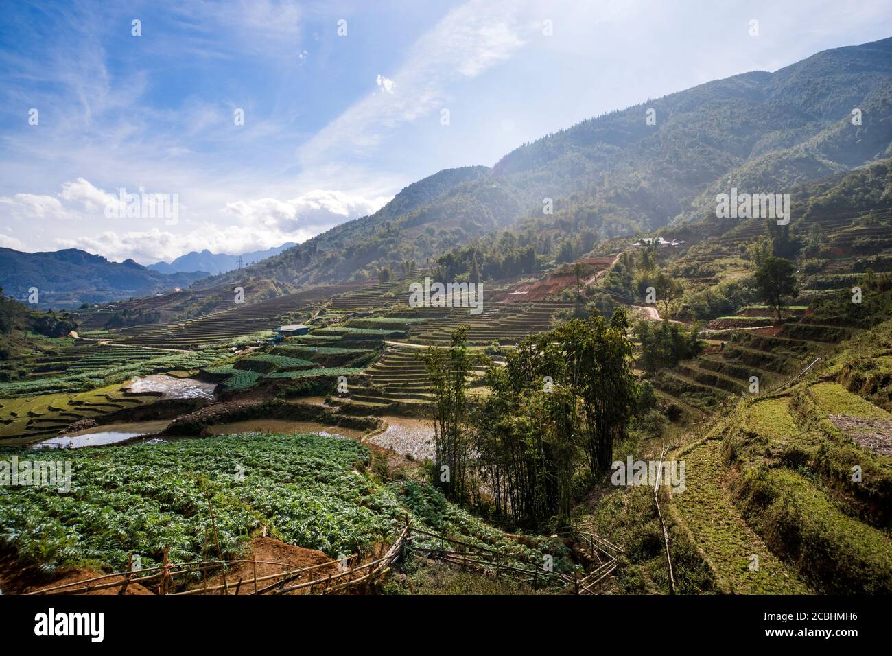 Top view of terraced rice field in December, Sapa, Vietnam Stock Photo ...