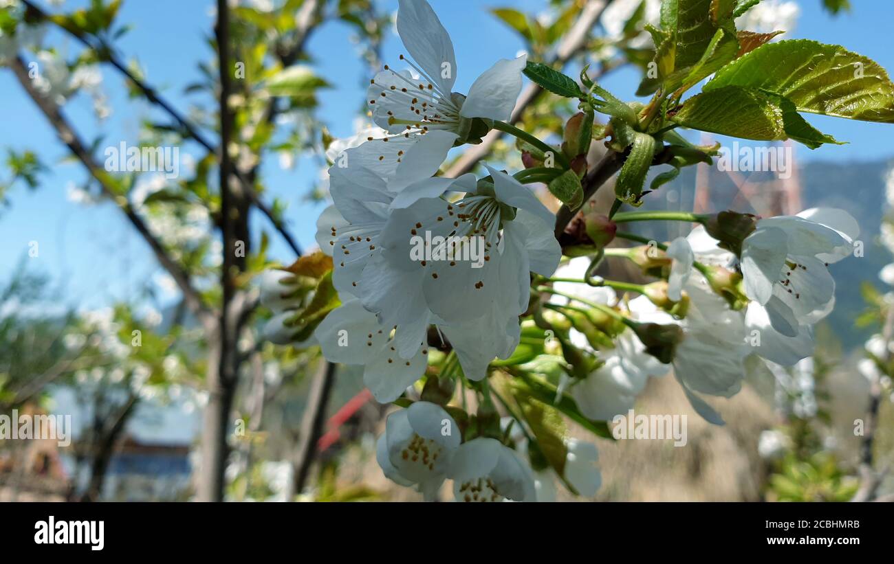Spring Buds flowers new fruits tree branches greenery and green beauty ...