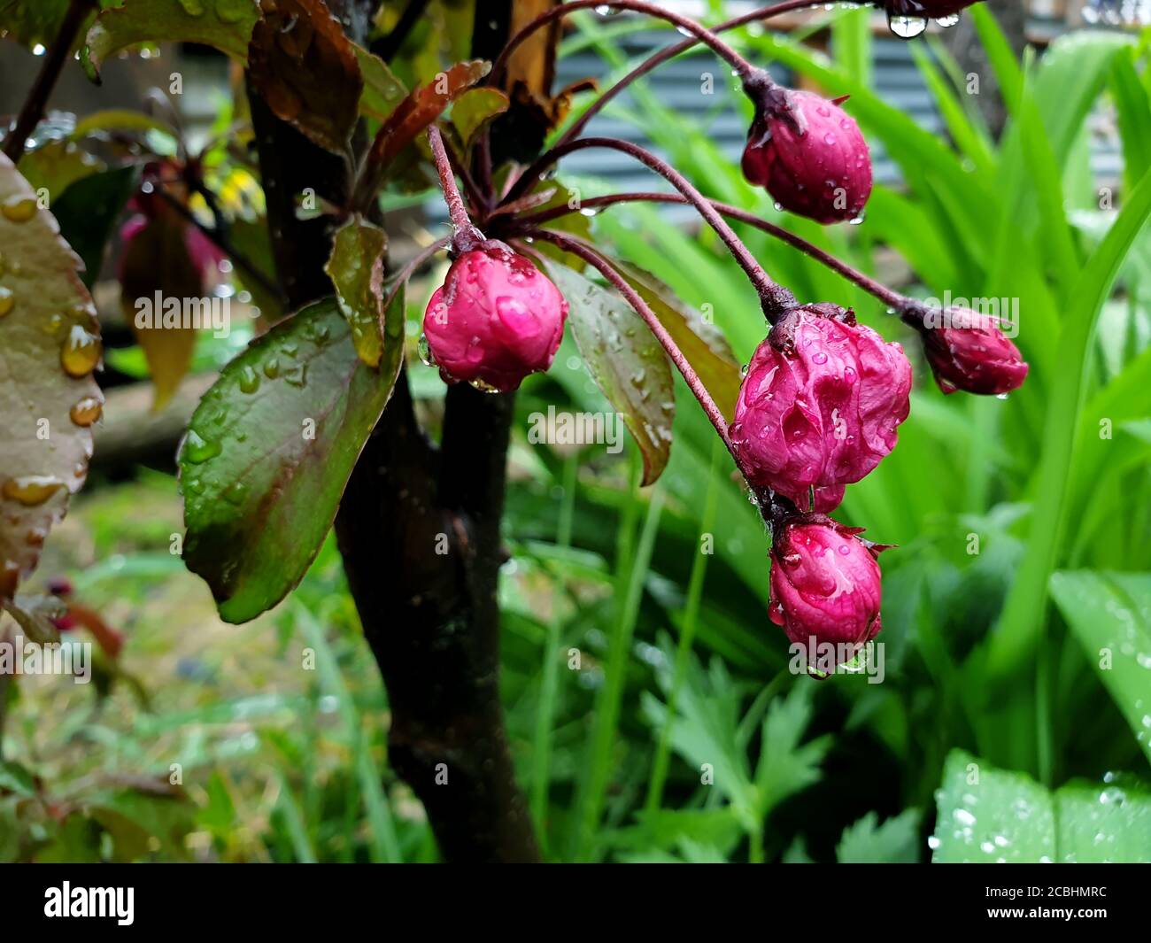 Spring Buds flowers new fruits tree branches greenery and green beauty ...