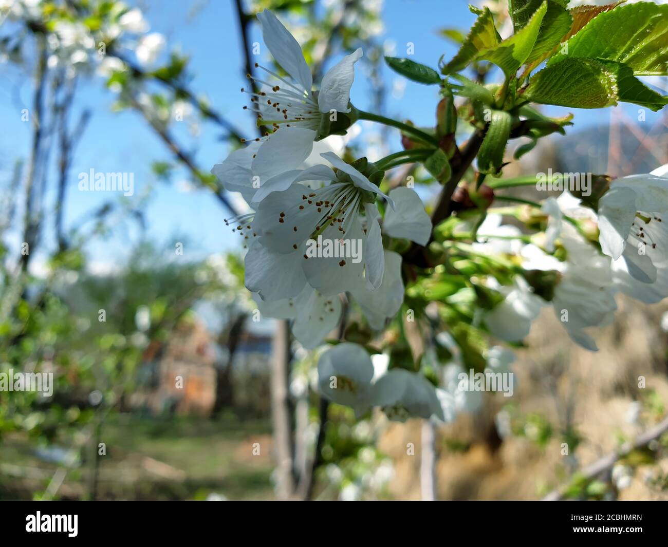Spring Buds flowers new fruits tree branches greenery and green beauty ...