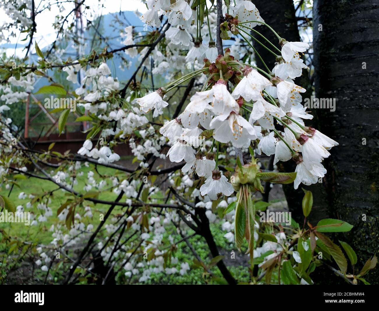 Spring Buds flowers new fruits tree branches greenery and green beauty ...